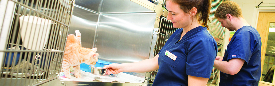 Hospitalisation - Animal Clinic Veterinary Surgery